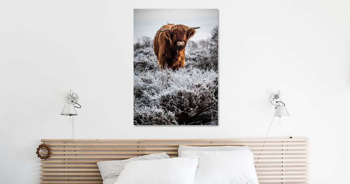 Highland Cattle by Durk-jan Veenstra on canvas, poster, wallpaper and more